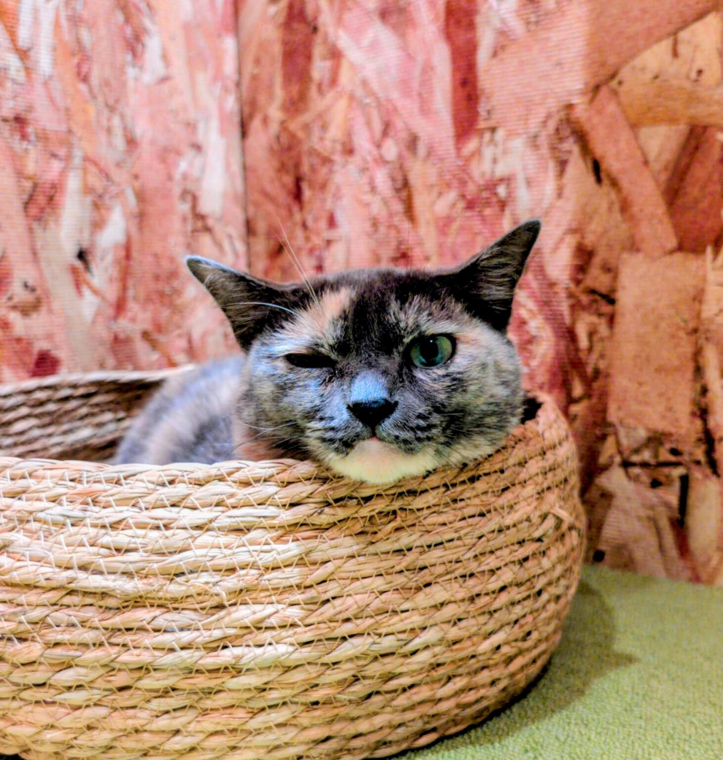 【猫紹介】ビビ｜むっくり手触り抜群のサビ猫ちゃん｜ねことカフェ大阪天王寺店