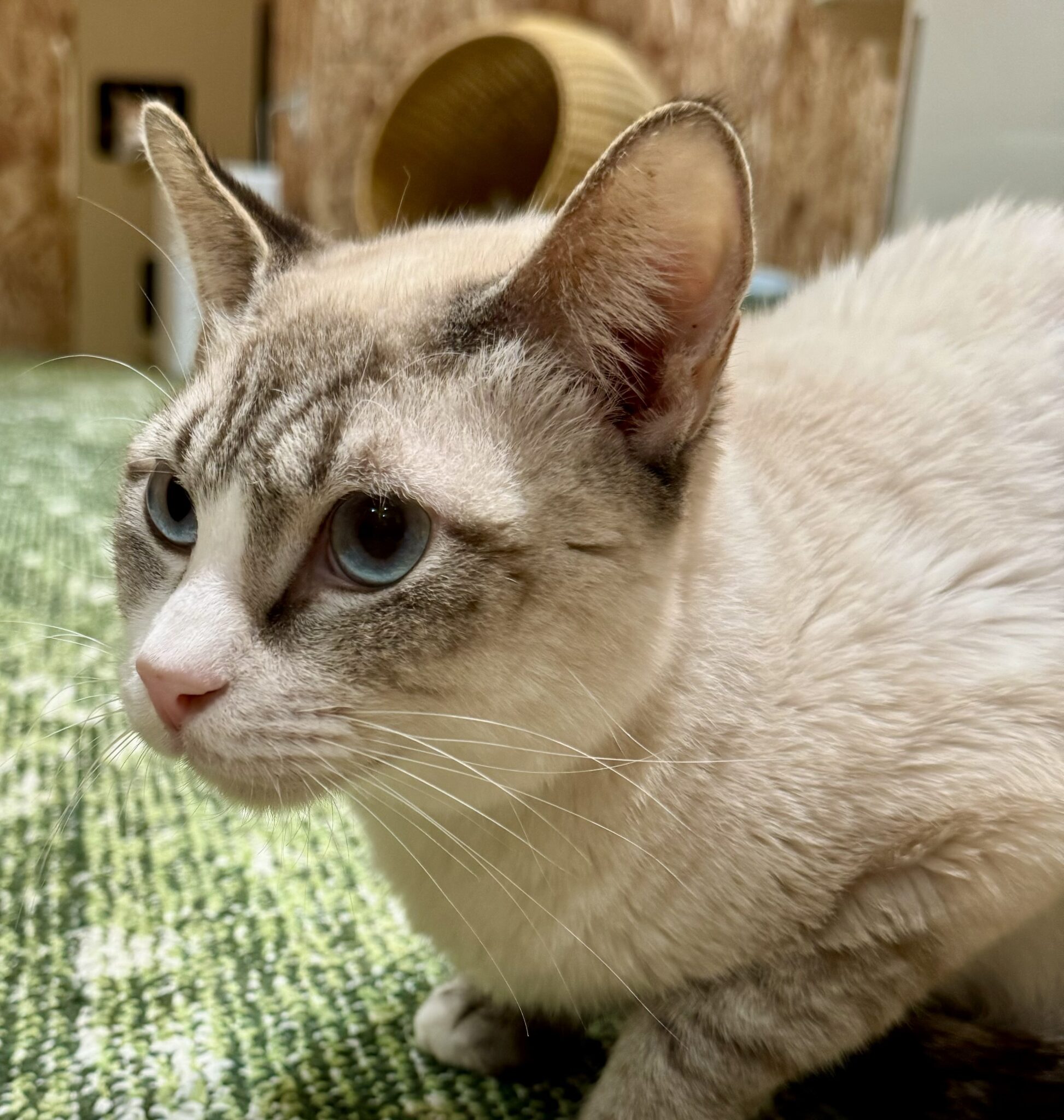 【猫紹介】あめ｜キレイなブルーの瞳を持つシャム猫くん｜ねことカフェ大阪天王寺店